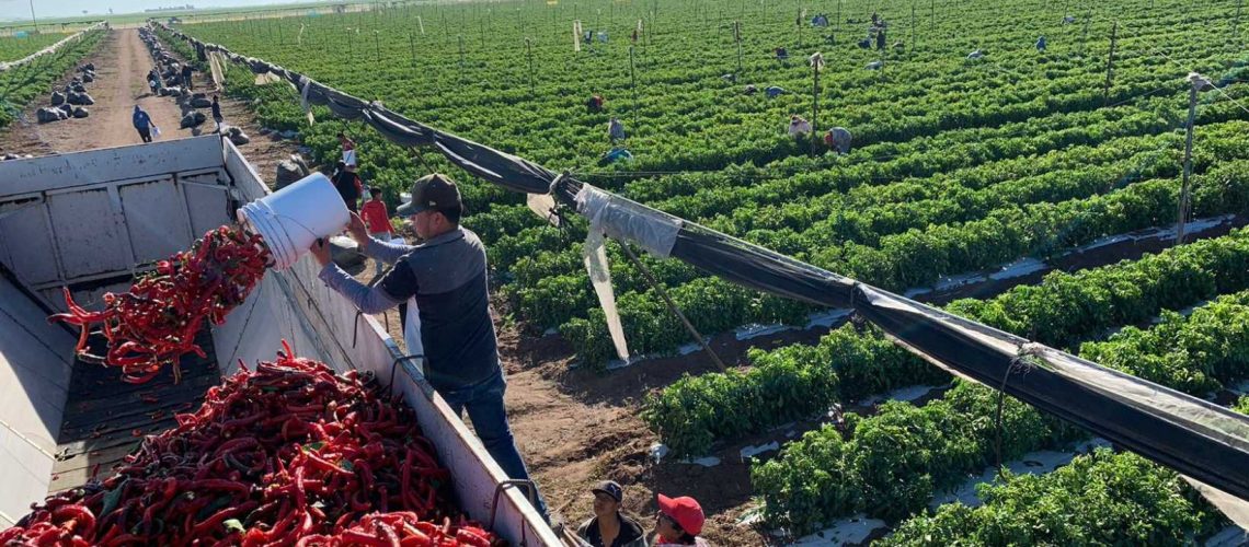 PHOS-MAX® de Huma Gro® potencia la absorción de fosfato en tus cultivos para lograr un ...